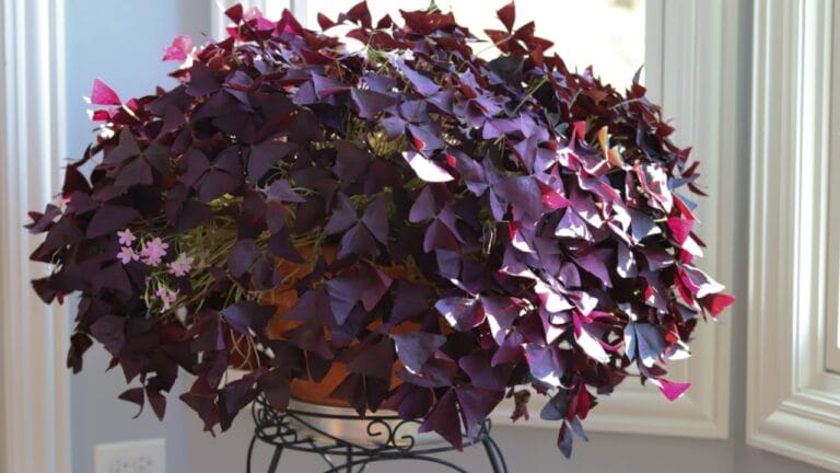 27 Alluring Dark Plants That’ll Make Your Garden Stand Out