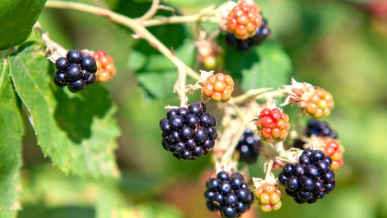 17 Native U.S. Plants That Can Be Lifesavers in a Survival Garden