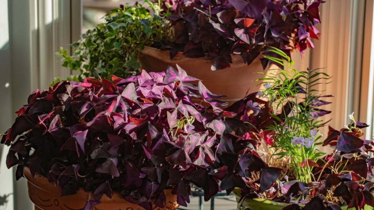 27 Alluring Dark Plants That’ll Make Your Garden Stand Out