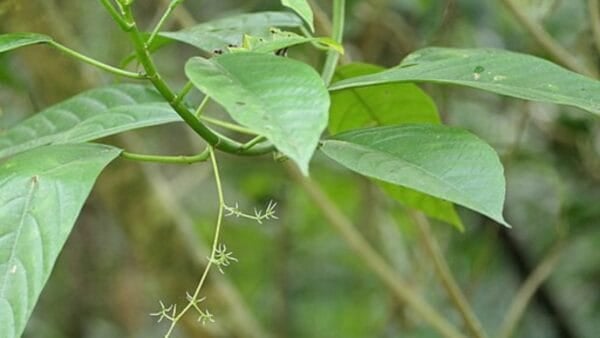 10 of the Most Pain-Inducing Plants on Earth You Should Never Touch