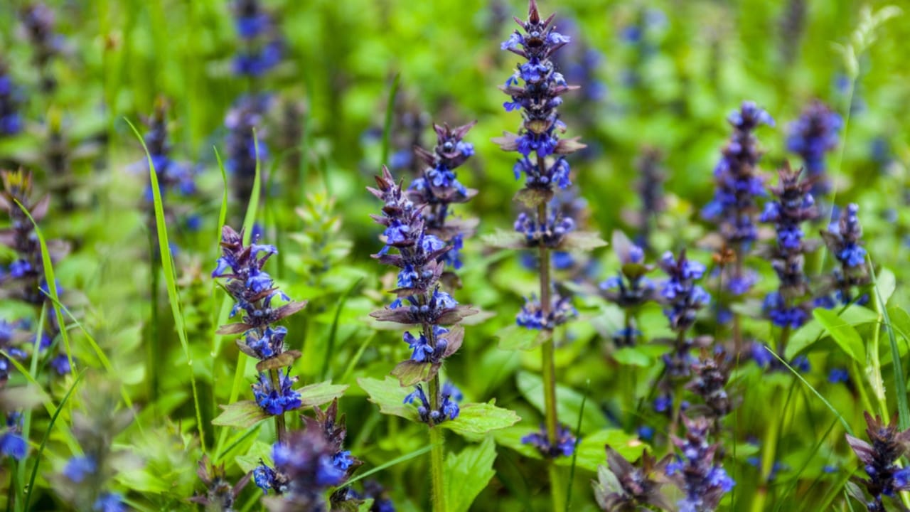 15 Evergreen Perennials for Constant Color & Natural Weed Control