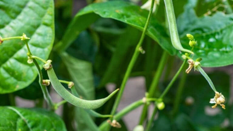 15 Vegetables to Plant in July for a Bountiful Winter Harvest