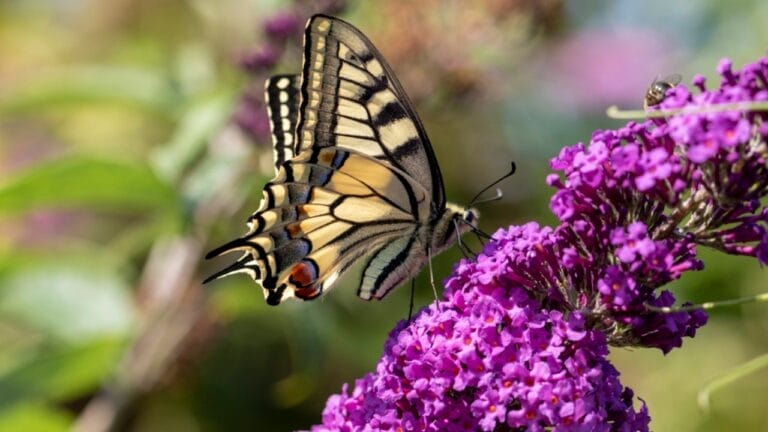 Swallowtail Butterflies Love These 10 Plants— Add Them to Your Garden