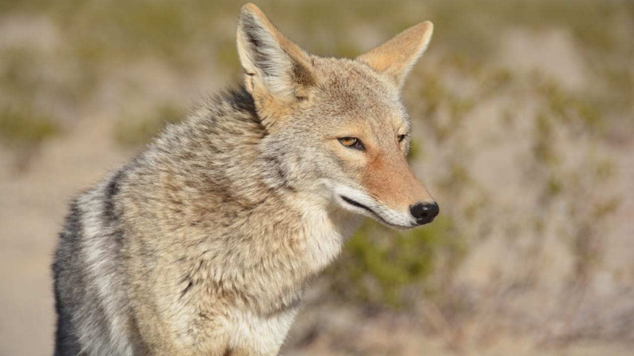 Explore the Pack: 19 Coyote Types to Know