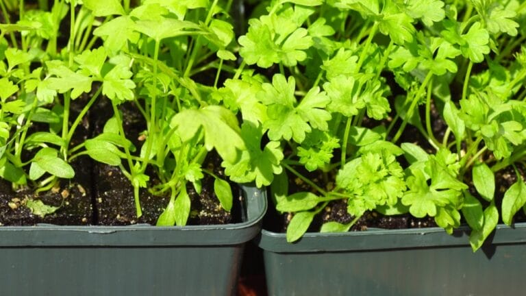 The Secret to Growing an Endless Supply of Fresh Celery on Your ...