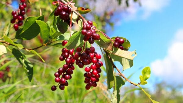 10 Native American Herbs & Spices to Enhance Your Garden & Kitchen