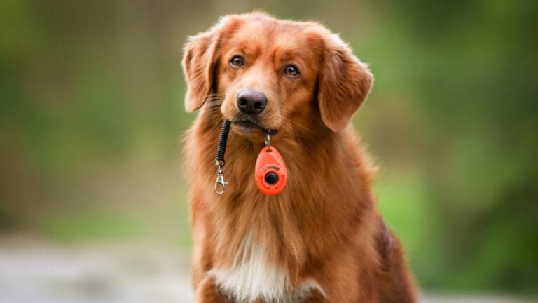 15 Tips for Successful Clicker Training Your Dog