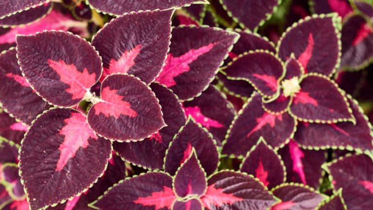 15 Best Filler Plants for a Fuller, Healthier Garden