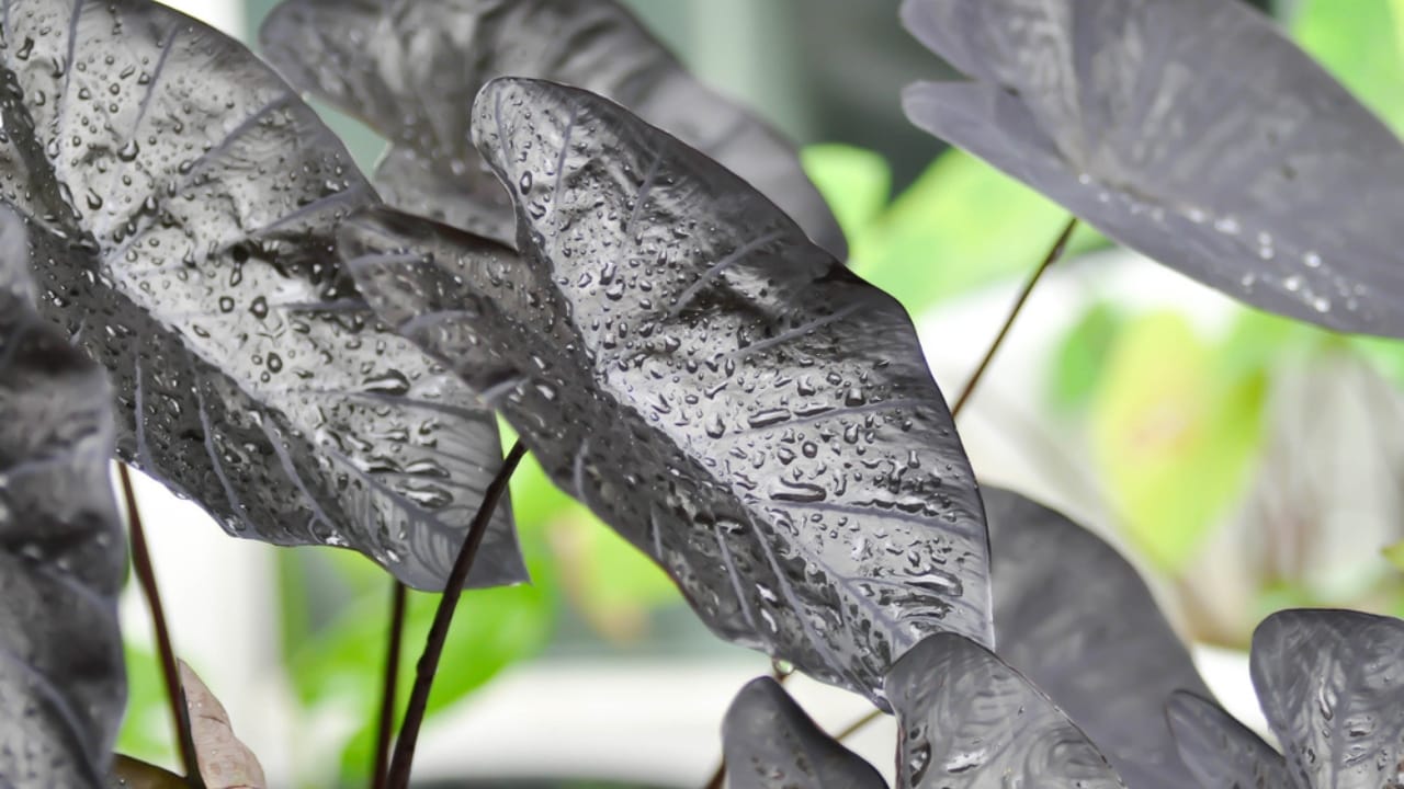 Hauntingly Beautiful: 15 Black Plants for the Ultimate Goth Garden