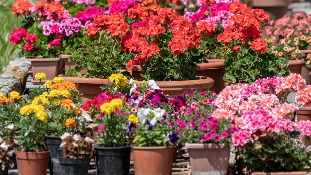 10 Tips for Perfectly Arranging Outdoor Plant Pots Like a Pro