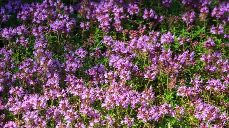 12 Walkable Ground Cover Plants to Create a Durable, Lush Lawn Alternative