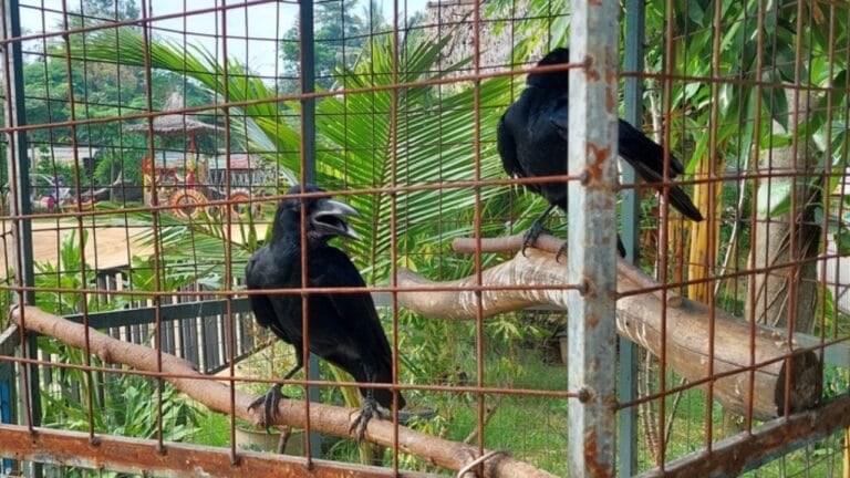 10 Reasons Why It's Illegal to Own a Crow as a Pet