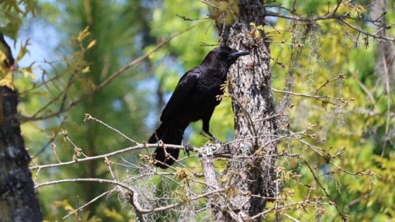 10 Reasons Why It's Illegal to Own a Crow as a Pet
