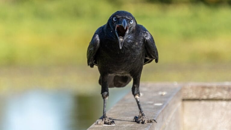 10 Reasons Why It's Illegal to Own a Crow as a Pet