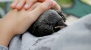 10 Reasons Why It's Illegal to Own a Crow as a Pet