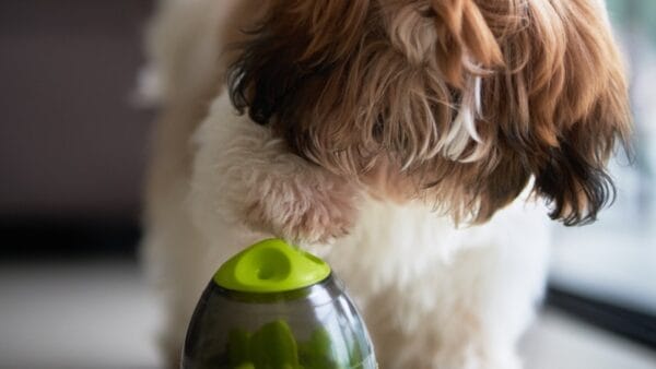 35 Fun Ways to Keep Your Dog Entertained Indoors