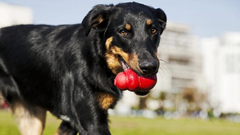 35 Fun Ways to Keep Your Dog Entertained Indoors
