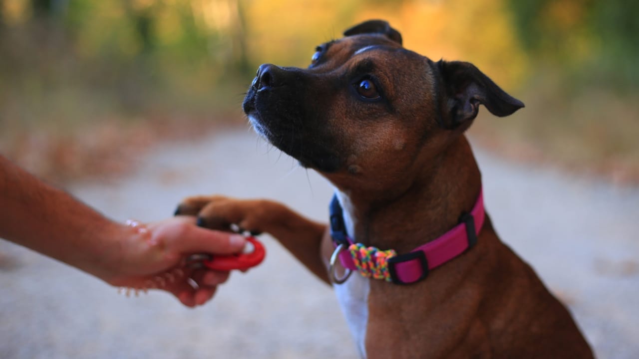 15 Tips for Successful Clicker Training Your Dog