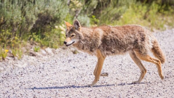 Explore the Pack: 19 Coyote Types to Know