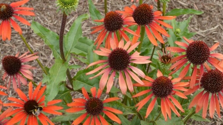 35 Stunning Coneflowers to Brighten Your Garden & How to Keep Them Thriving