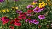 35 Stunning Coneflowers to Brighten Your Garden & How to Keep Them Thriving