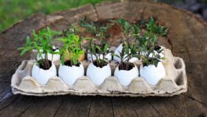 15 Genius Uses for Eggshells in Your Garden