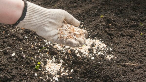 15 Genius Uses for Eggshells in Your Garden