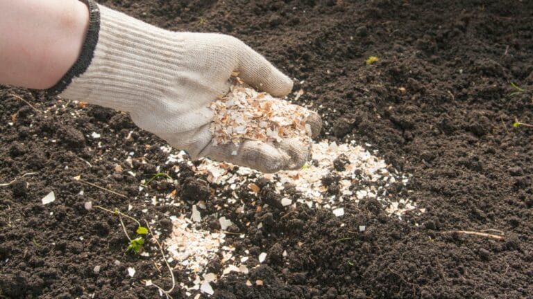 15 Genius Uses for Eggshells in Your Garden