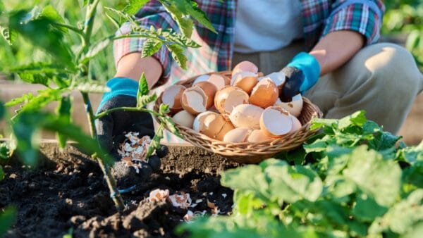 15 Genius Uses for Eggshells in Your Garden
