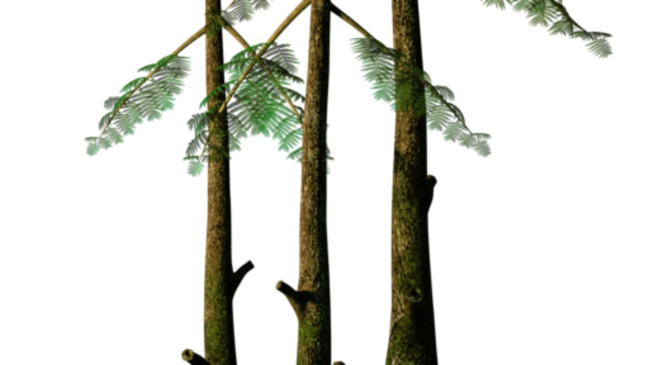 The World's Oldest Forest is Just a Stone's Throw from NYC