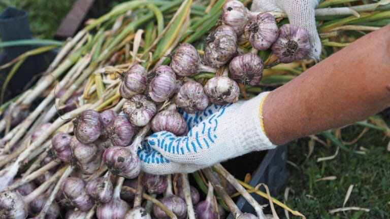 Improve Your Skin Naturally by Adding Garlic to Your Skincare Routine
