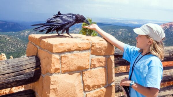 10 Reasons Why It's Illegal to Own a Crow as a Pet