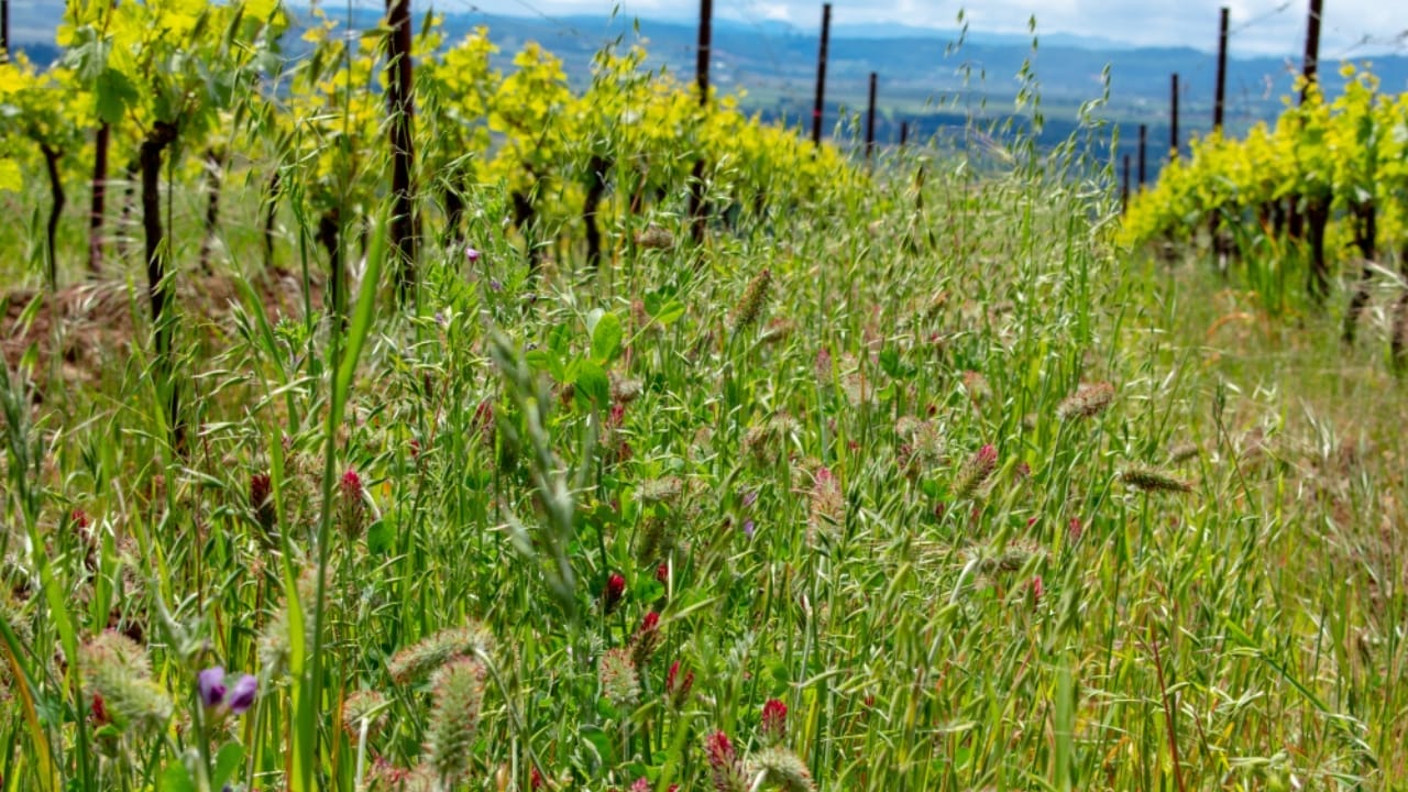 10 Organic Weed Control Methods for a Thriving Perennial Garden