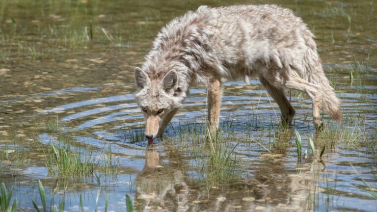 Explore the Pack: 19 Coyote Types to Know