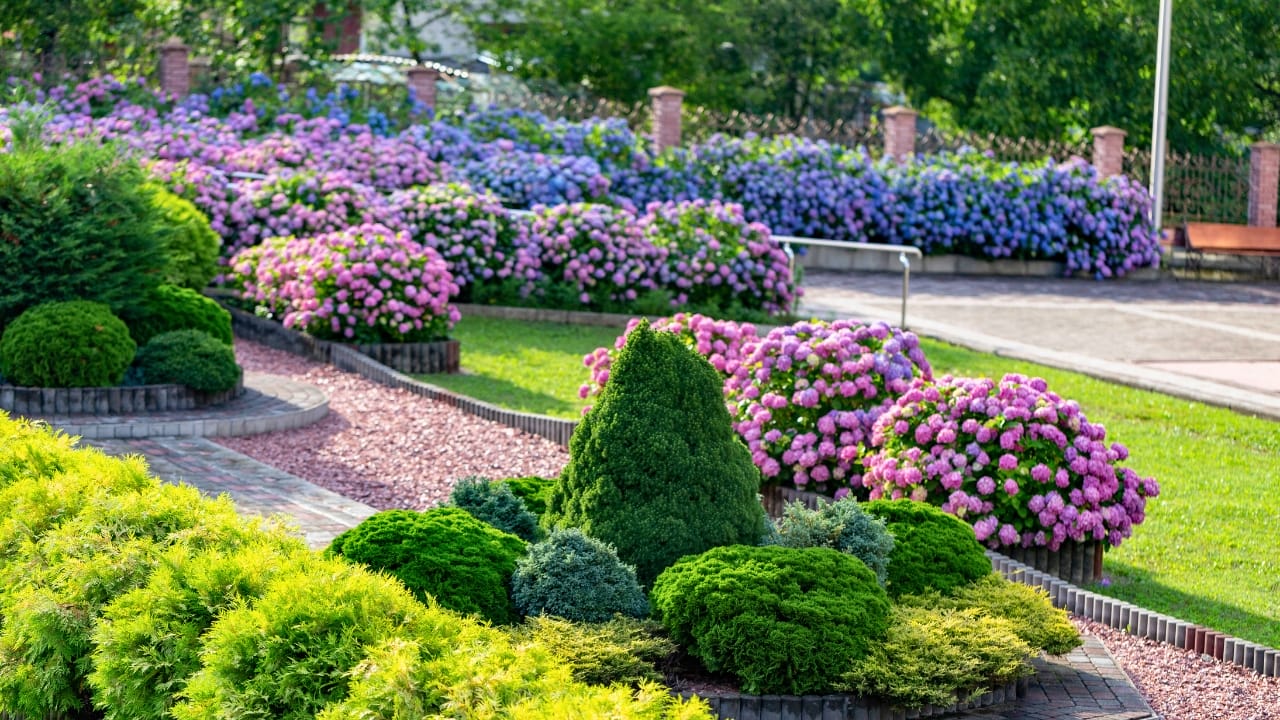 6 Reasons for 2024's Hydrangea Craze & Why People are Flocking to New ...