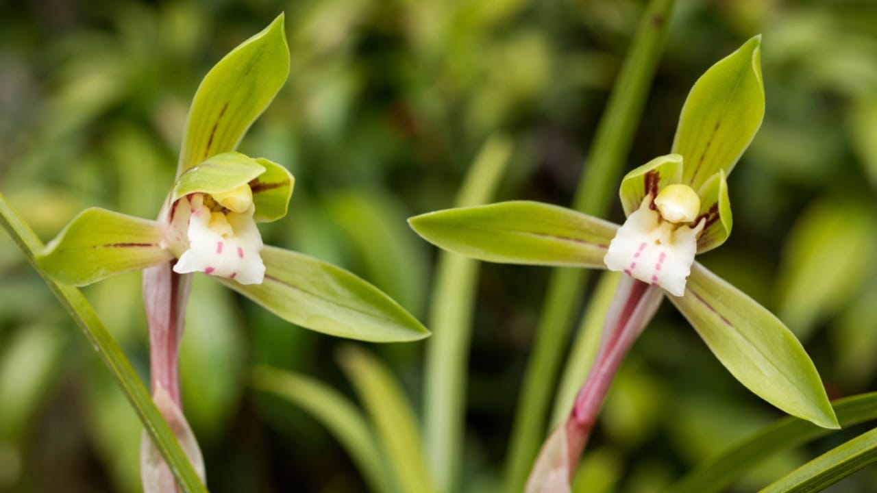 10 Japanese Houseplants for a Calming & Peaceful Living Space