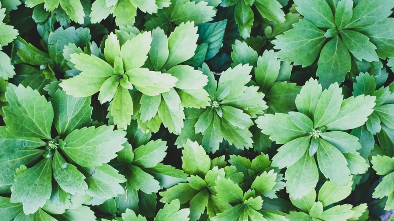 15 Evergreen Perennials for Constant Color & Natural Weed Control