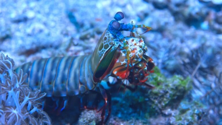 Meet the Mantis Shrimp, a Deadly Stunner with a Punch Faster Than a .22 ...