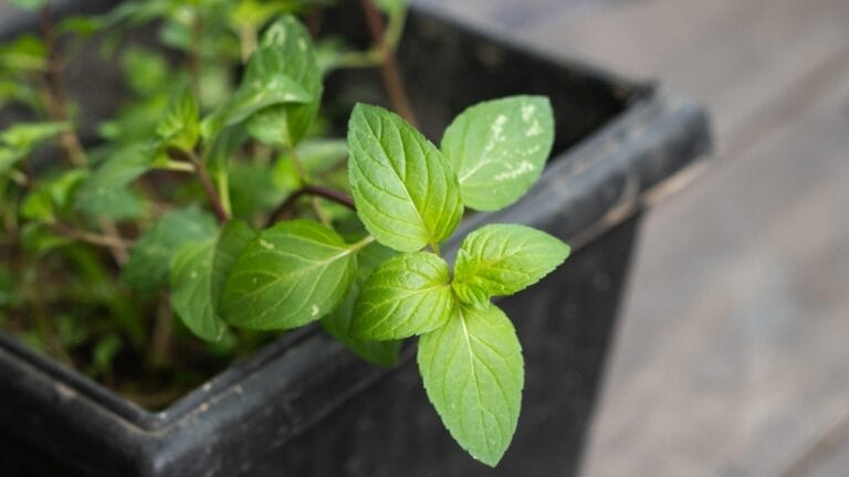 15 Ways to Use the Chocolate Mint Plant