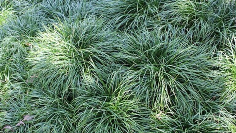 15 Shade-Loving Ground Covers to Transform Your Garden