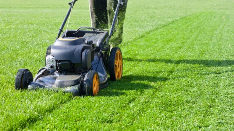 15 Tips to Banish Moss from Your Lawn