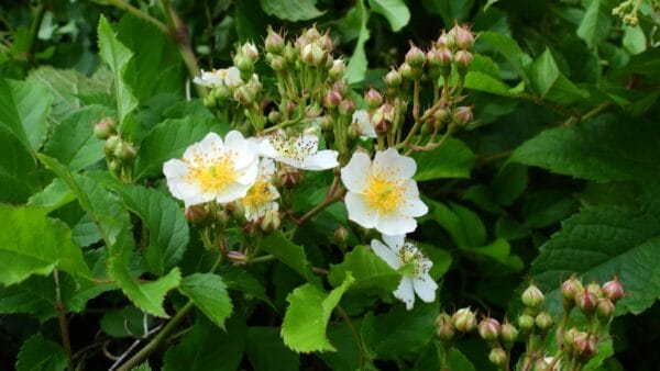 12 Invasive Plants You Must Remove ASAP from Your Yard