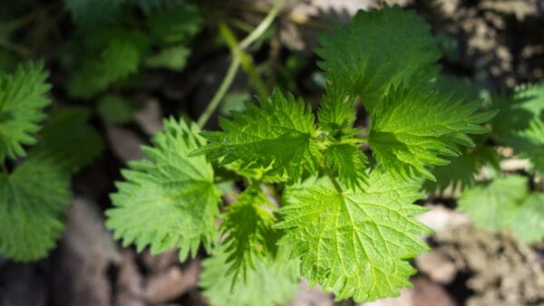 10 of the Most Pain-Inducing Plants on Earth You Should Never Touch