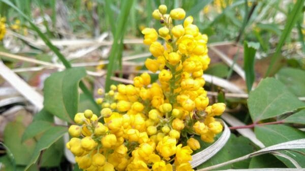 10 Native American Herbs & Spices to Enhance Your Garden & Kitchen