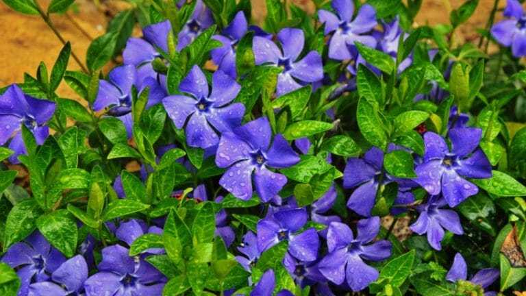 14 Fairytale Plants to Make Your Garden Magical