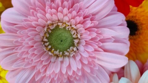Pink Sunflowers are Blooming This Season: Meet the Stunning Midnight ...