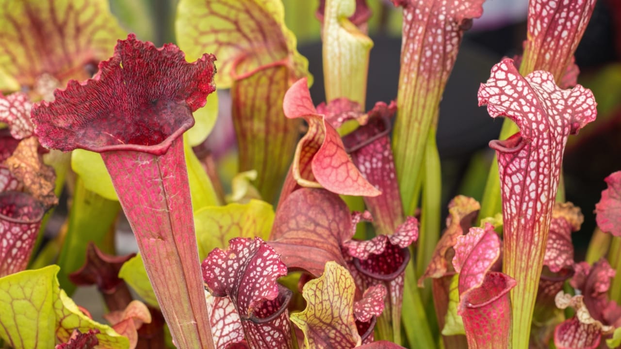 Man-Eating Plants: The Twisted Journey from Fiction to Fascination