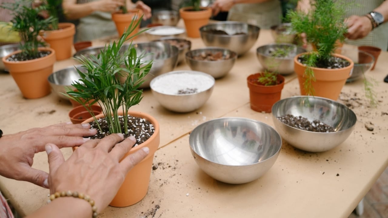 15 Ways to Save a Dying Plant & Bring It Back to Life