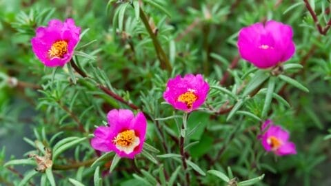 13 Drought-Resistant Plants Every Window Box Needs