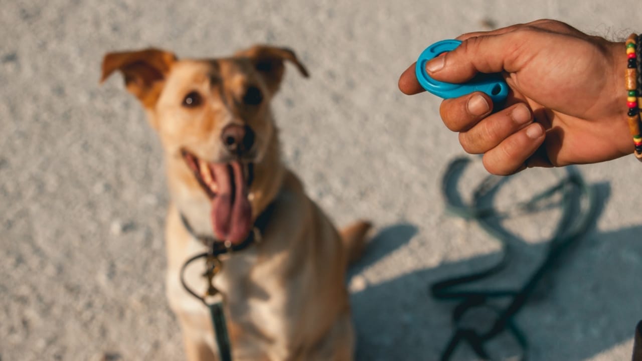 15 Tips for Successful Clicker Training Your Dog